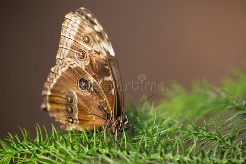 Big butterfly on a tree stock photo. Image of flying - 41042462