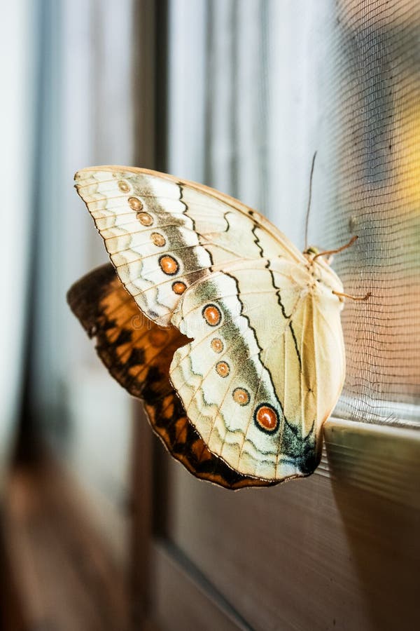 Butterfly on Window by Autumn in Rain Stock Photo - Image of macro ...