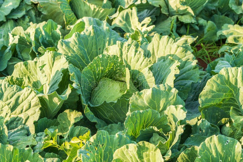 Big cabbage in farm stock photo. Image of freshness - 139624068