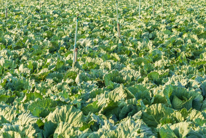 Big cabbage in farm stock image. Image of agriculture - 139624093