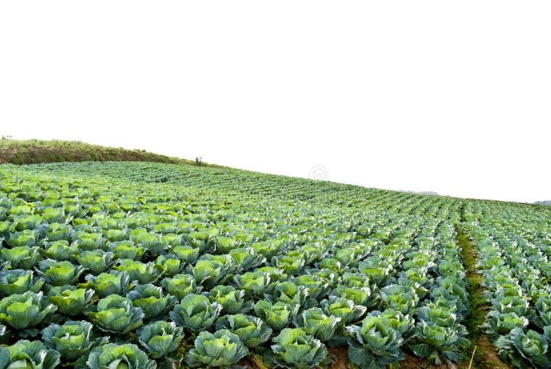 Big Cabbage Farm on the Mountain Stock Image - Image of cabbage ...