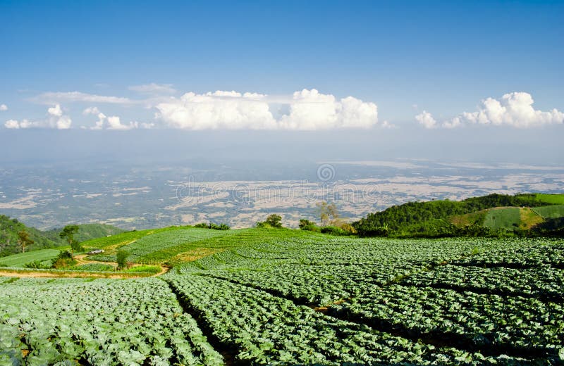 Big Cabbage Farm on the Mountain Stock Photo - Image of farm, nature ...