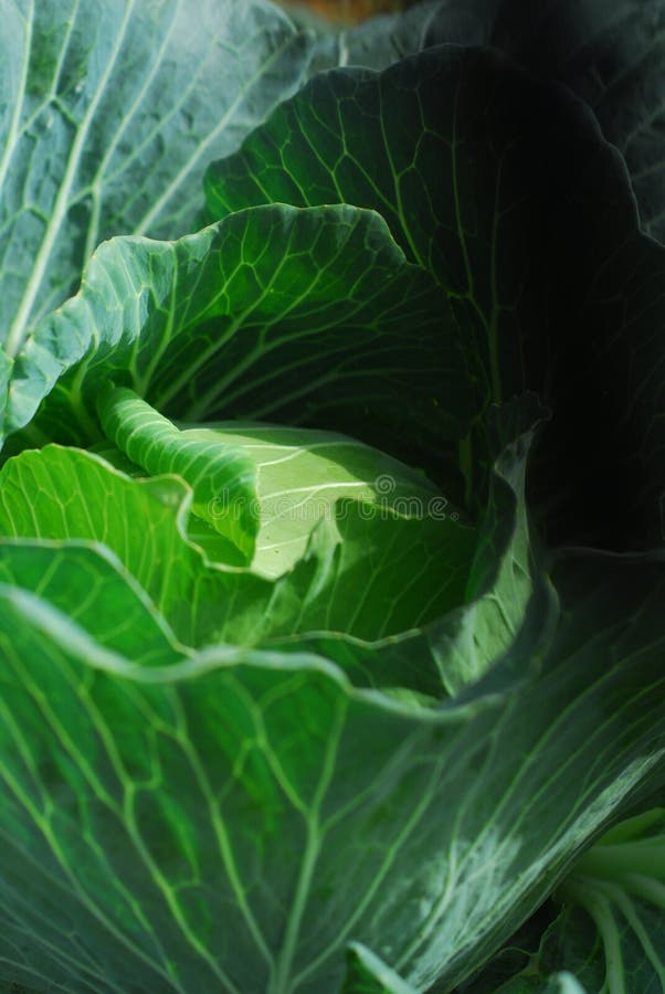 Big Cabbage farm stock image. Image of mountain, cauliflower - 76173619