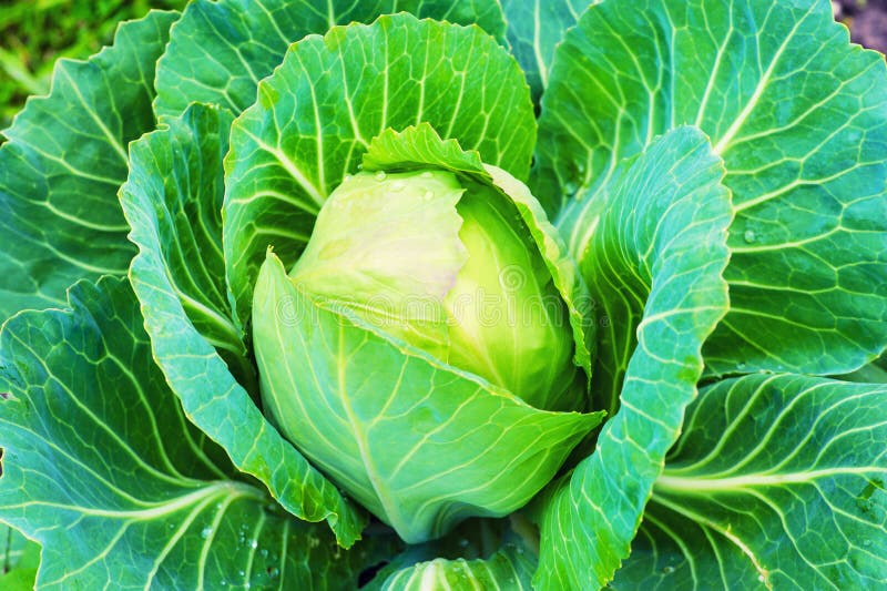 Big cabbage in the garden stock image. Image of isolated - 150891945