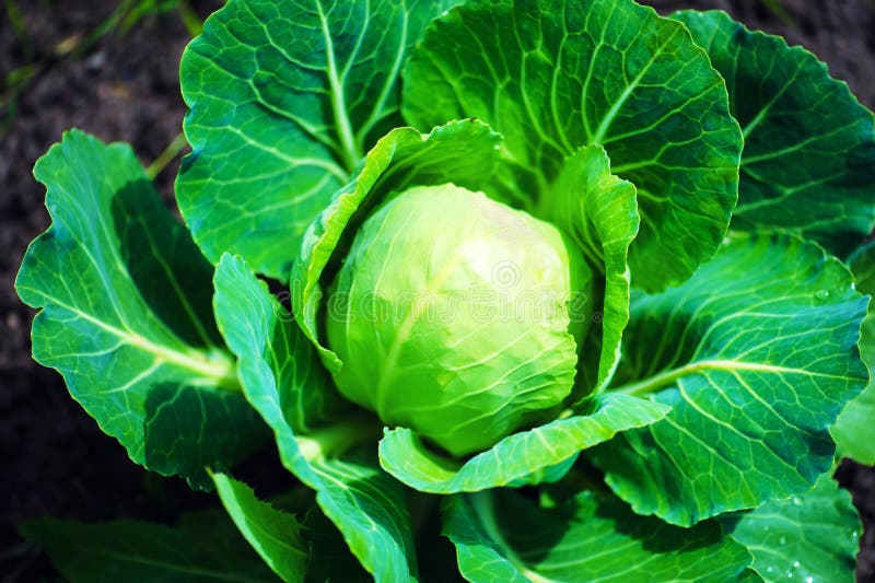 Big cabbage in the garden stock photo. Image of outdoor - 150898344