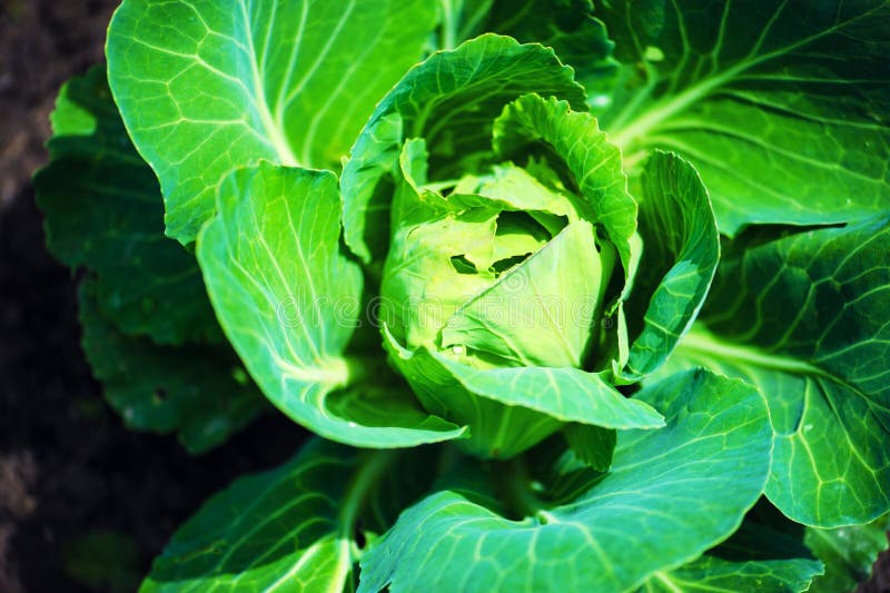 Big cabbage in the garden stock image. Image of isolated - 150899635