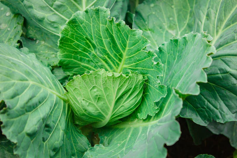 Big cabbage in the garden. stock image. Image of cabbage - 115129321