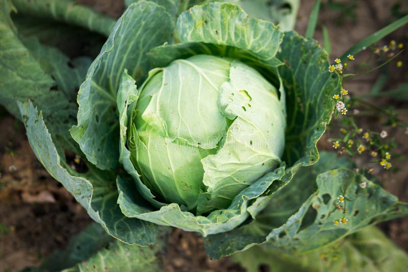 Big Cabbage in the Garden. Close-up. Cabbage Petals Stock Image - Image ...