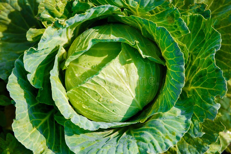 Big Cabbage in the Garden,fresh Kitchen Garden Cabbage Stock Image ...
