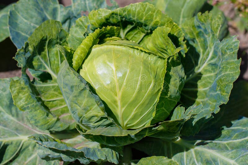 Big Cabbage in the Garden,fresh Kitchen Garden Cabbage Stock Image ...