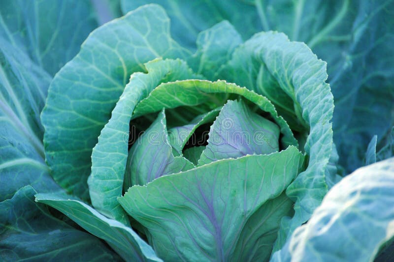 Big Cabbage in the Garden, Green Cabbage Texture, Fresh Cabbage ...