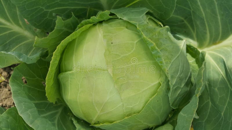 Big cabbage in the garden. stock photo. Image of natural - 82234400