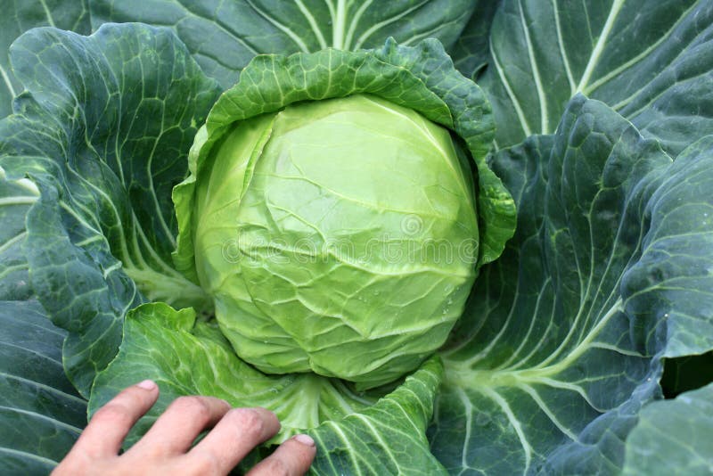 Cabbage stock image. Image of vegetables, color, diet - 99166687