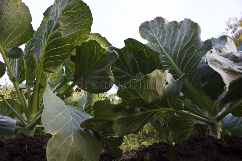 Big cabbage stock image. Image of soil, nature, bottom - 46694695