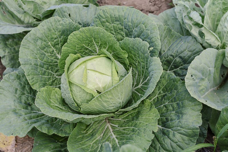 Big Cabbage with Leaves in the Garden Field Stock Photo - Image of ...