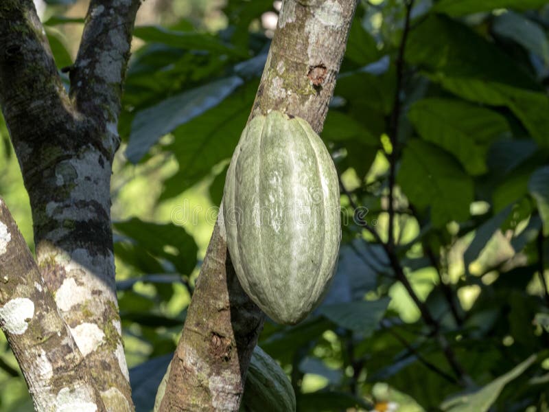 Big cacao fruit, Guatemala stock photo. Image of fresh - 141093858