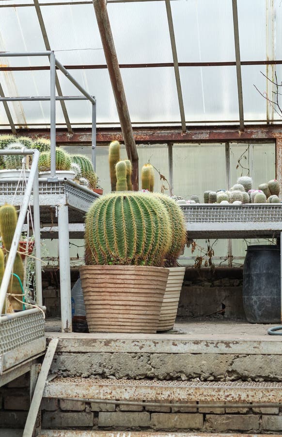 Big cacti in pots stock photo. Image of construction - 184220320