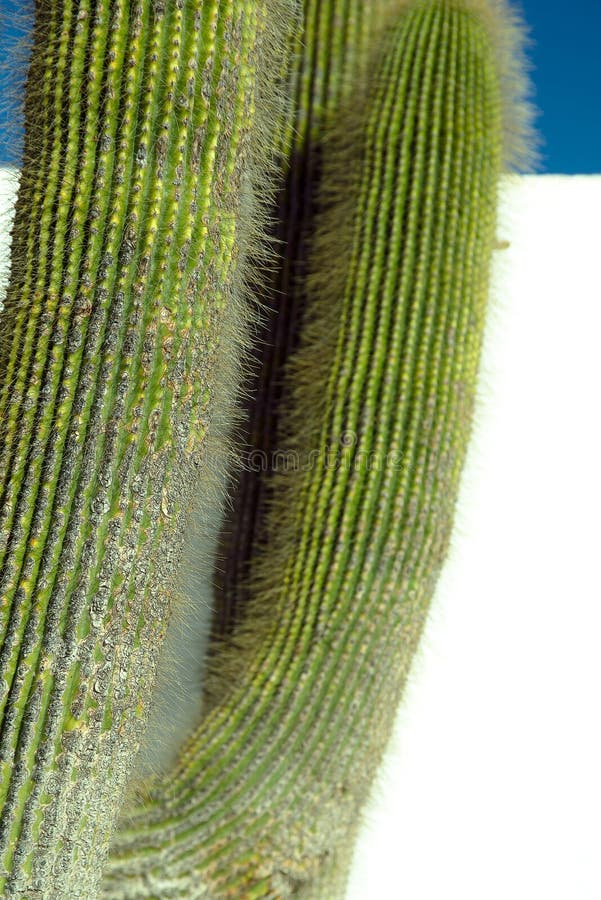 Big cactus stock photo. Image of spikes, southwest, colorful - 38267756