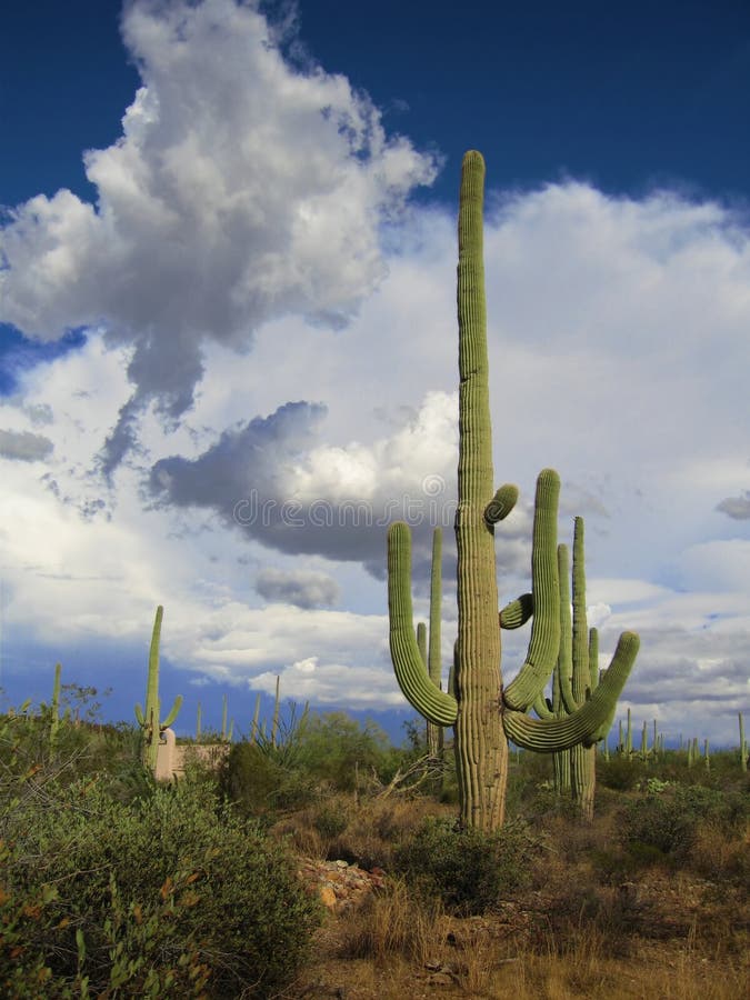 Big Cactus stock image. Image of hiking, saloon, cacti - 792063