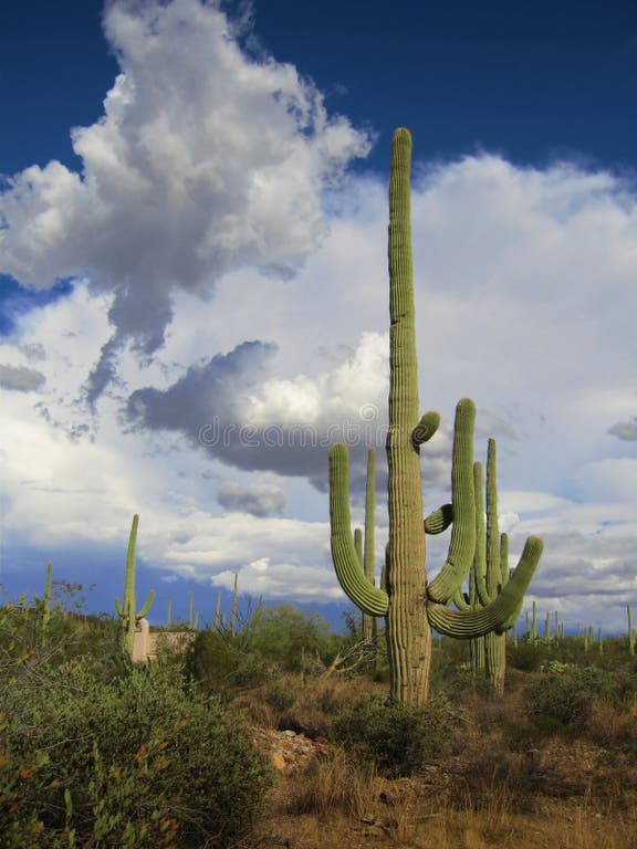 Big Cactus stock image. Image of hiking, saloon, cacti - 792063