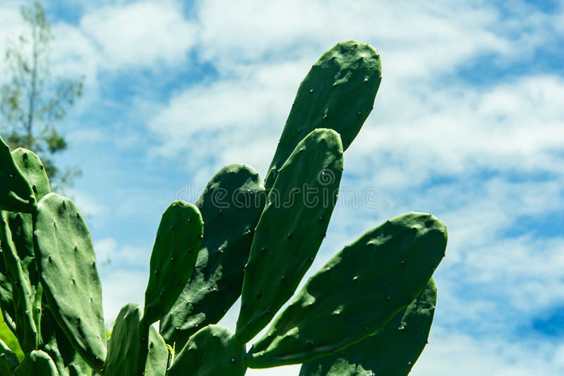 Big Cactus Against Blue Sky Background Stock Image - Image of beautiful ...