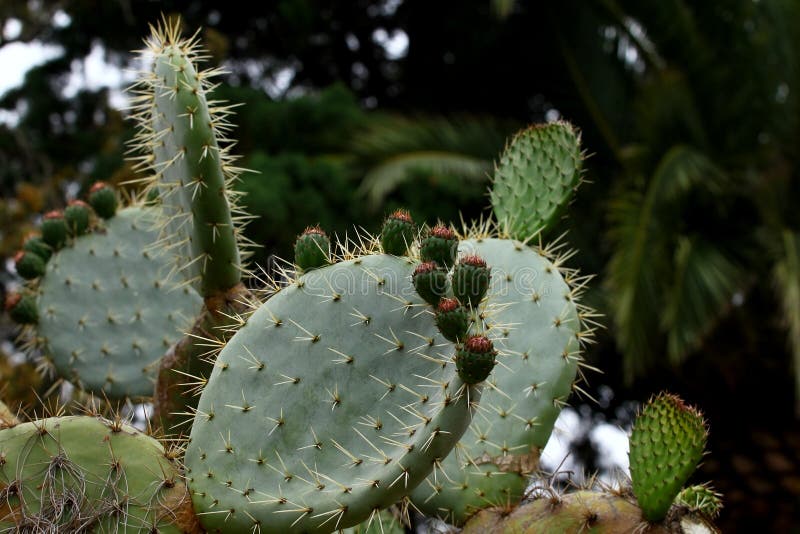 Big cactus stock photo. Image of green, mediterranean - 128950310