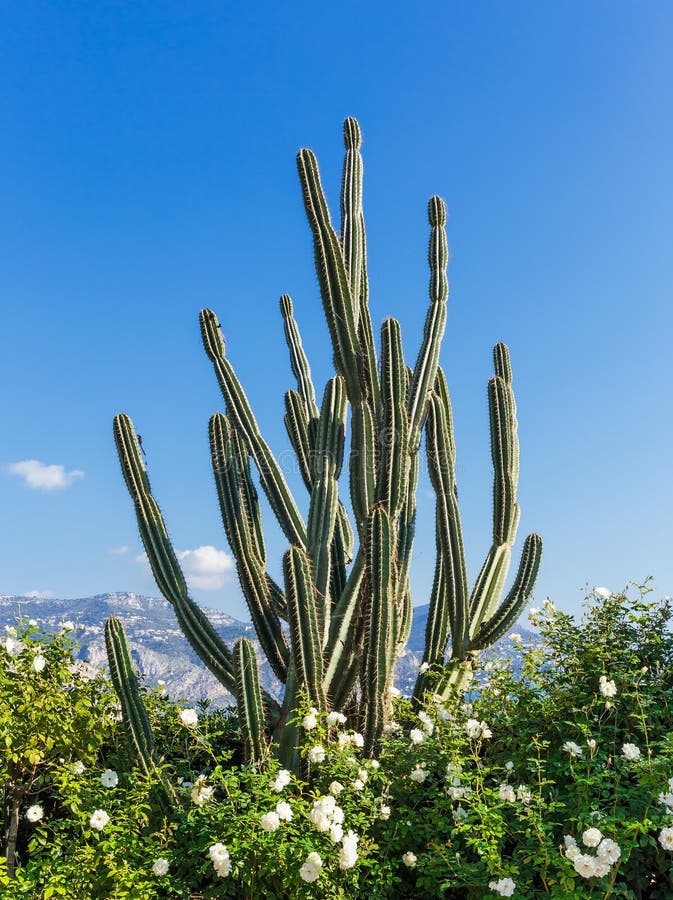 Big cactus stock image. Image of green, travel, valley - 50768901