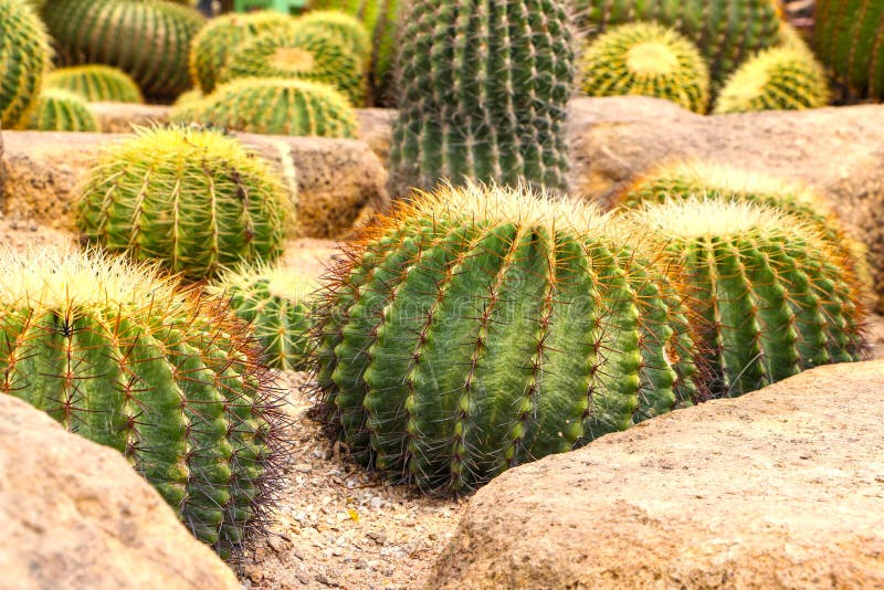 Big cactus in the garden stock photo. Image of desert - 161688064