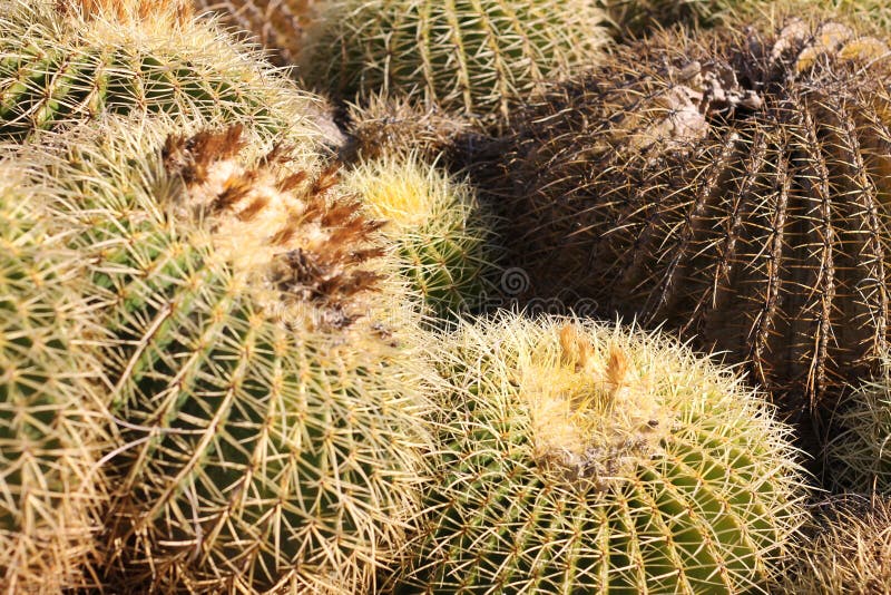 Big Cactuses in Botanical Garden Stock Image - Image of print, cactuses ...