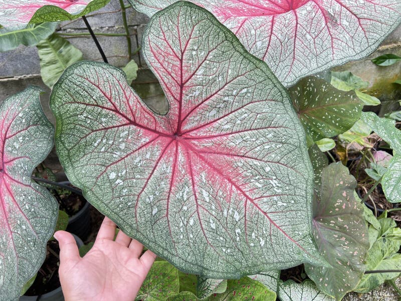 Big Caladium Leaf with Hand Stock Image - Image of hand, mature: 290575873