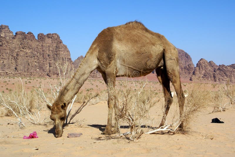 Big camel stock image. Image of arab, dromedary, nomadic - 15702121