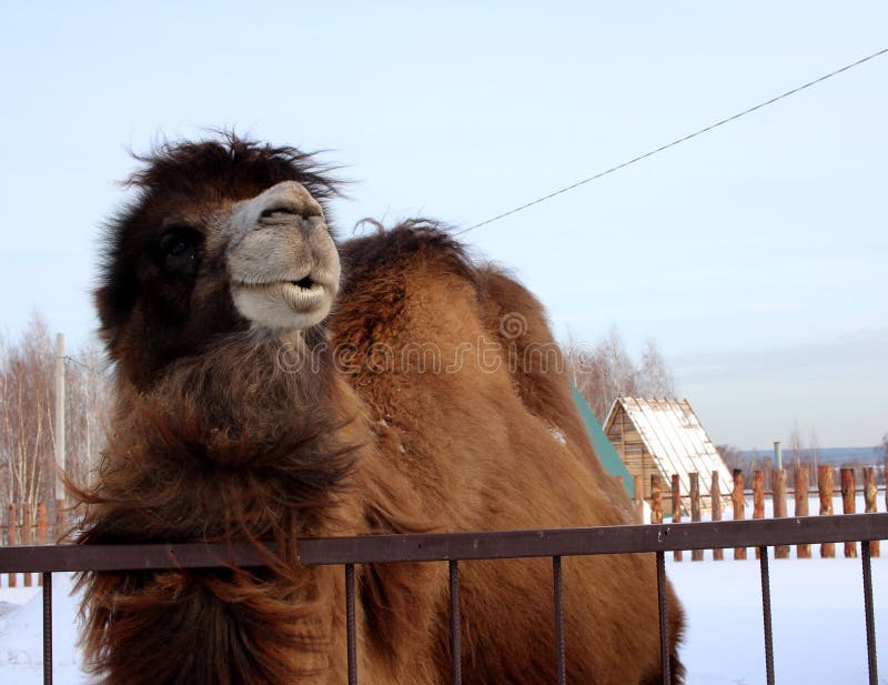 Big Camel Animal Looks with Its Muzzle Funny Pet Stock Photo - Image of ...