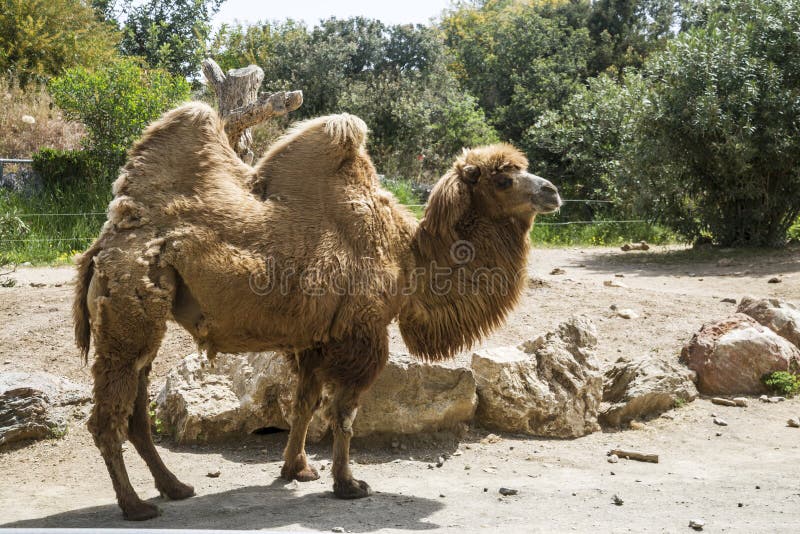Big Camel Greek Zoo Stock Photos - Free & Royalty-Free Stock Photos ...