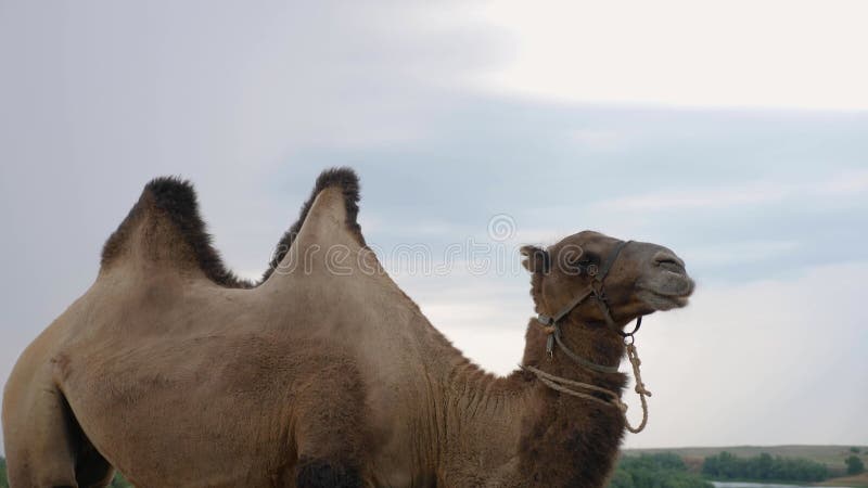 Big Camel Stands in a Field in Summer and Eats Grass. Stock Footage ...