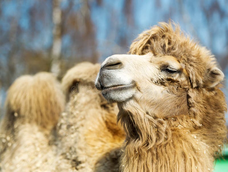 Big camel in a zoo. stock image. Image of eastern, face - 70813039