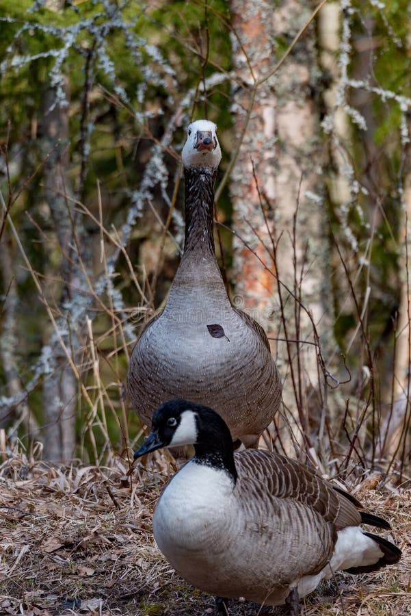 Big Canada Goose Standing in Dry Grass Stock Photo - Image of animal ...
