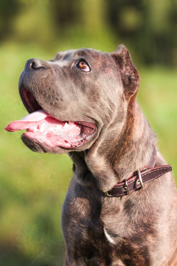 Big Cane-corso Dog Eager To Play Stock Photo - Image of sitting, tongue ...
