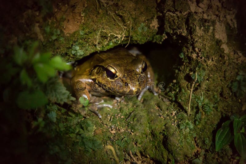 A Big Cane Toad (Bufo Marinus) Stock Photo - Image of toad, plants ...
