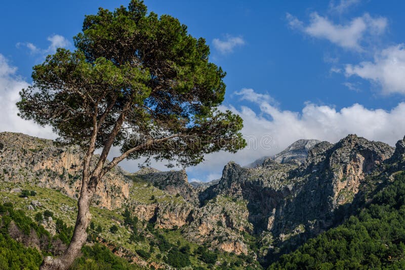 A Big Canyon with Trees and Rocks Stock Photo - Image of scenic, blue ...