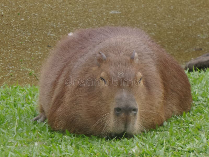 Capybara Huge | atelier-yuwa.ciao.jp