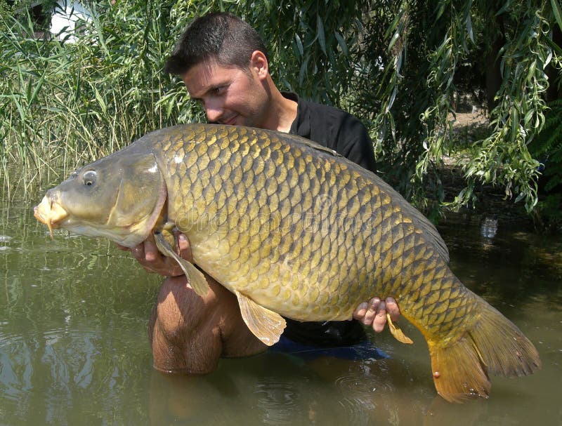 Big Fish Capture by Fishing Stock Photo - Image of carp, fishery: 29387070