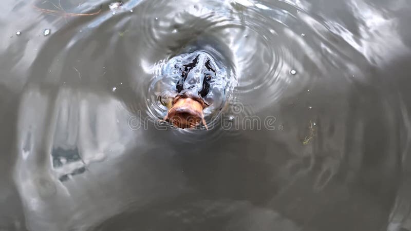 Big Carp Breaking the Water Surface To Grab a Piece of Bread Stock Video - Video of dutch ...