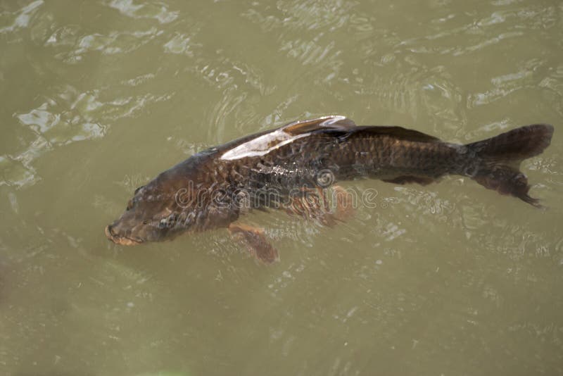 Big Carp stock image. Image of animal, surface, fish - 31953959