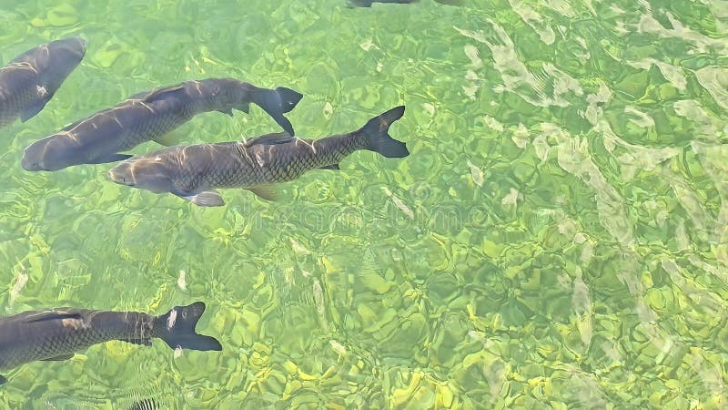 Big Carp Fish in Clear Water Top View Stock Footage - Video of habitat ...