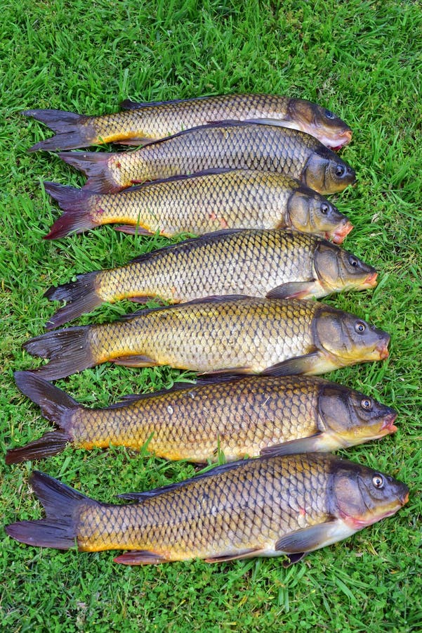 Big carp fish stock photo. Image of selling, healthy - 246200424