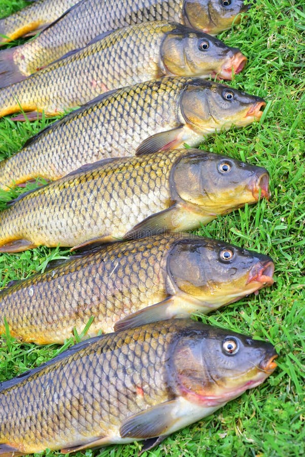 Big carp fish stock photo. Image of fresh, marine, fish - 246200520