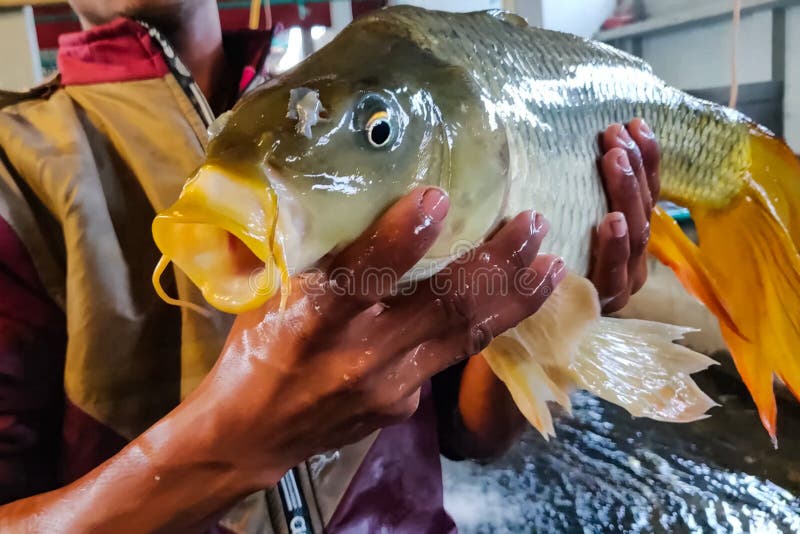 Big Carp in Hands of Man. Fish Farming in the Nursery Stock Photo ...
