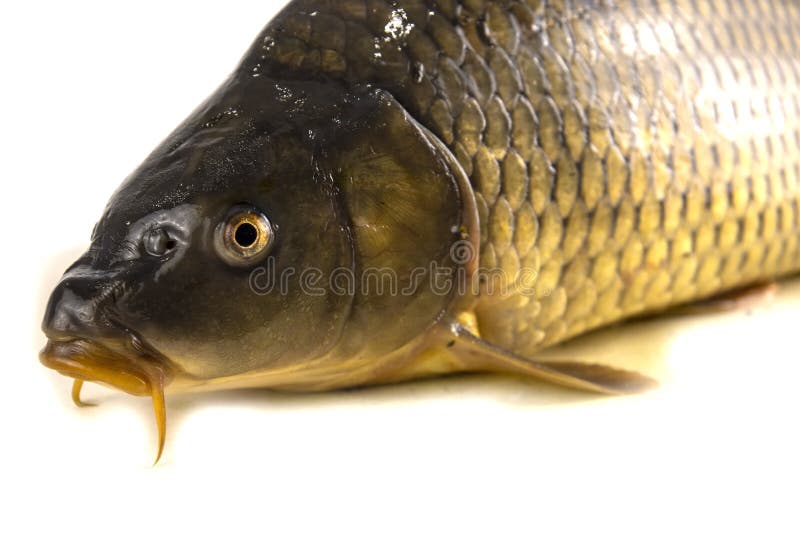 Big Carp Head Isolated on White. Stock Image - Image of scale, mouth ...