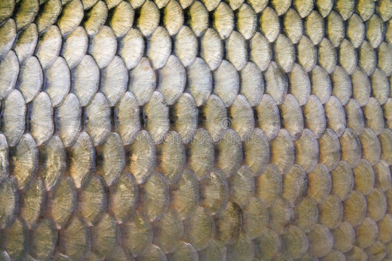 Fish Scales Macro Closeup stock image. Image of animal - 22183087