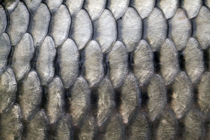 Fish Scales Macro Closeup stock image. Image of animal - 22183087